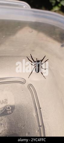 (Teminius insularis) Arachnida Stock Photo - Alamy