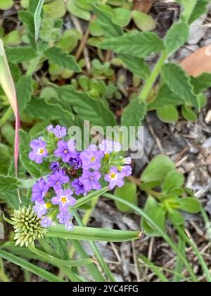 fragrant heliotrope (Heliotropium amplexicaule) Plantae Stock Photo - Alamy