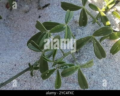 Creeping Fountainbush (Psoralea repens) Plantae Stock Photo - Alamy