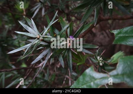 (Cyathodes platystoma) Plantae Stock Photo - Alamy