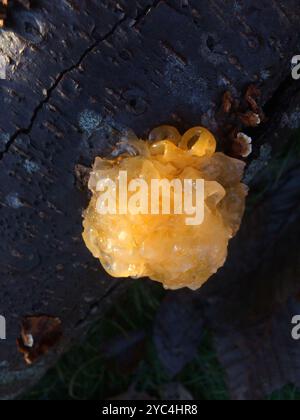 golden ear (Naematelia aurantia), Fungi, North Coast, Cambria, CA, US ...
