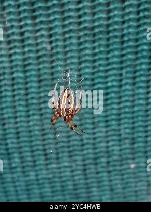 Grass Neoscona Spider (Neoscona moreli) Arachnida Stock Photo - Alamy