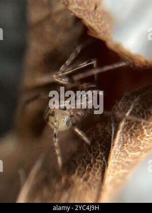Cave spider (Nesticus cellulanus) Arachnida Stock Photo - Alamy