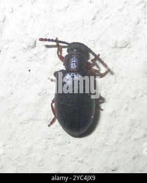Long-jointed Beetles (Lagriinae) Insecta Stock Photo - Alamy