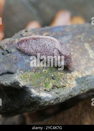 Spotted Keeled Slug (Tandonia rustica) Mollusca Stock Photo - Alamy