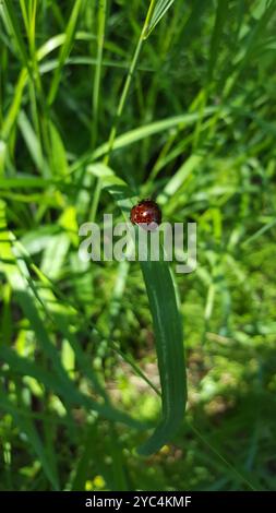 Eye-spotted Lady Beetle (Anatis mali) Insecta Stock Photo - Alamy