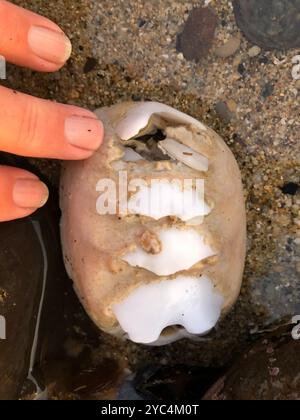 Gumboot Chiton (Cryptochiton stelleri) Mollusca Stock Photo - Alamy