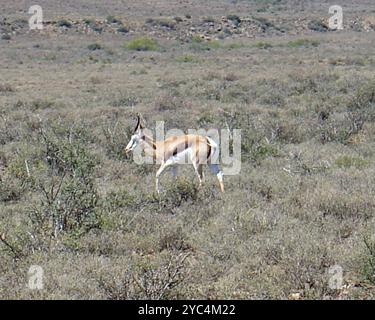 Karoo Springbok (Antidorcas marsupialis marsupialis) Mammalia Stock ...