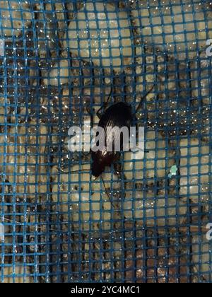 (Calathus ruficollis) Insecta Stock Photo - Alamy