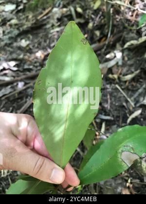 Cape beech (Rapanea melanophloeos) Plantae Stock Photo - Alamy