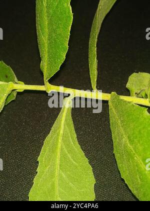 (Pluchea tomentosa) Plantae Stock Photo - Alamy