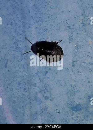 Giant Cockroaches (Blaberidae) Insecta Stock Photo - Alamy