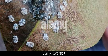 Fig Psyllid (Mycopsylla fici) Insecta Stock Photo - Alamy