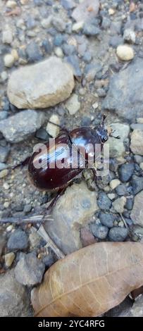 Ox Beetles (Strategus) Insecta Stock Photo - Alamy