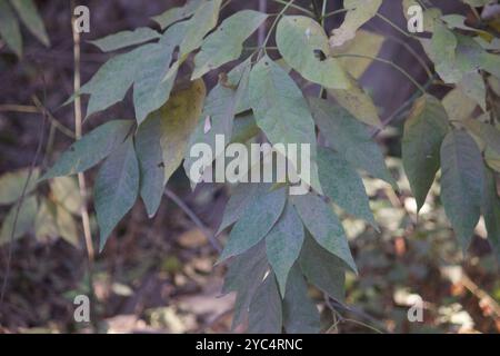 Shamel Ash (Fraxinus uhdei) Plantae Stock Photo - Alamy