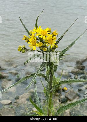 Fen Ragwort (Jacobaea paludosa paludosa) Plantae Stock Photo - Alamy