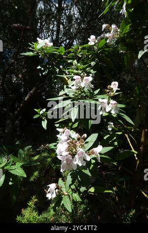 Christmas Bush (Prostanthera lasianthos) Plantae Stock Photo - Alamy
