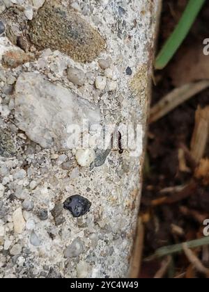 Argentine Ant (Linepithema humile) Insecta Stock Photo - Alamy