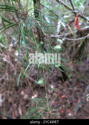 (Nastus aristatus) Plantae Stock Photo - Alamy