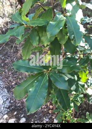 Chinese Photinia (Photinia serratifolia) Plantae Stock Photo - Alamy
