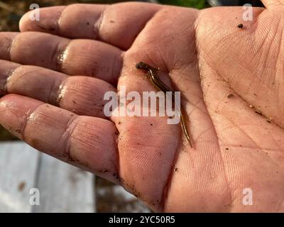 Chamberlain's Dwarf Salamander (Eurycea chamberlaini) Amphibia Stock ...