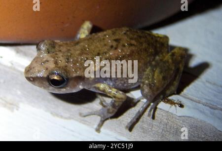 Rain Frogs (Eleutherodactylus) Amphibia Stock Photo - Alamy