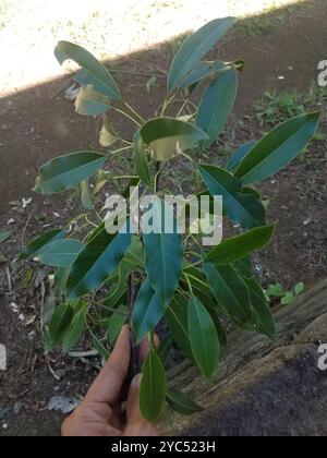 (Sideroxylon capiri) Plantae Stock Photo - Alamy