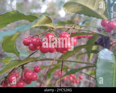 Coralberry (Ardisia crenata) Plantae Stock Photo - Alamy