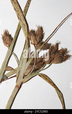 river bulrush (Bolboschoenus fluviatilis) Plantae Stock Photo - Alamy