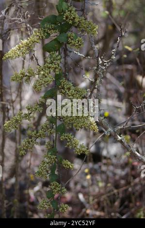 salt bush (Cryptocarpus pyriformis) Plantae Stock Photo - Alamy