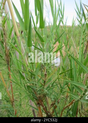 African Reed (Phragmites mauritianus) Plantae Stock Photo - Alamy