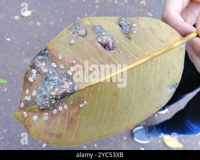 Fig Psyllid (Mycopsylla fici) Insecta Stock Photo - Alamy