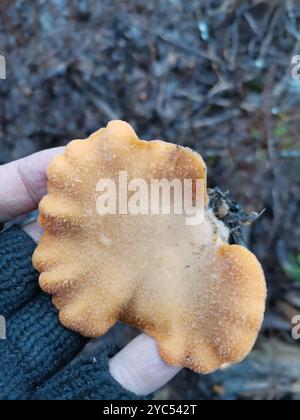 Stinking Orange Oyster (Phyllotopsis nidulans) Fungi Stock Photo - Alamy