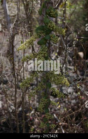 salt bush (Cryptocarpus pyriformis) Plantae Stock Photo - Alamy