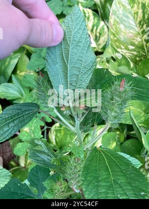 Field Copperleaf (Acalypha arvensis) Plantae Stock Photo - Alamy