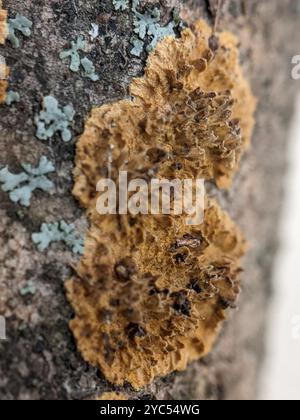 brown-toothed crust fungus (Hydnoporia olivacea) Fungi Stock Photo - Alamy