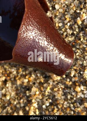 Iridescent Algae (Mazzaella) Plantae Stock Photo - Alamy