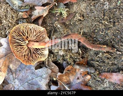 Spindleshank (Gymnopus fusipes) Fungi Stock Photo - Alamy