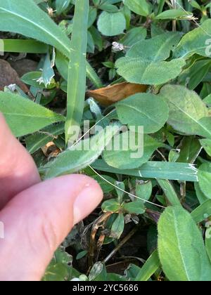 chicories, dandelions, and allies (Cichorioideae) Plantae Stock Photo ...