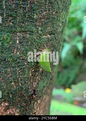 (Tonga westwoodi) Insecta Stock Photo - Alamy