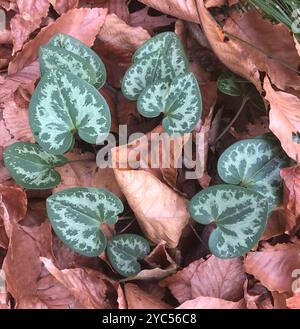 little heartleaf (Asarum minus) Plantae Stock Photo - Alamy