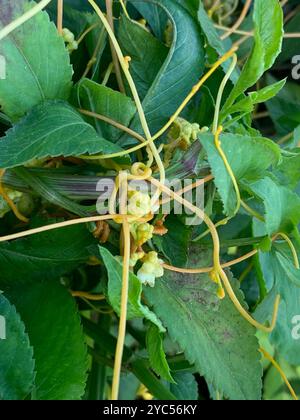 dodders (Cuscuta) Plantae Stock Photo - Alamy