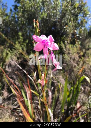 Bugle-lily (Watsonia borbonica) Plantae Stock Photo - Alamy