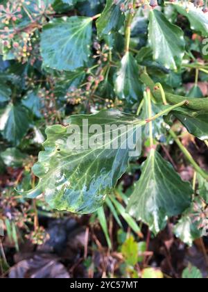Atlantic Ivy (Hedera hibernica) Plantae Stock Photo - Alamy