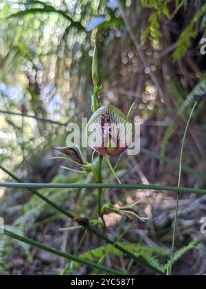 bonnet orchid (Cryptostylis erecta), Plantae, New South Wales, AU, Spot ...