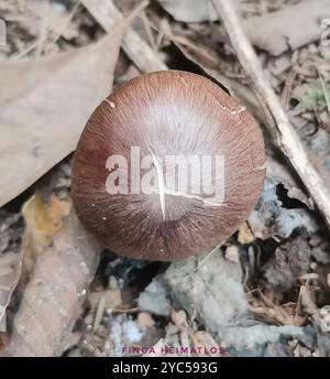 (Collybiopsis gibbosa) Fungi Stock Photo - Alamy