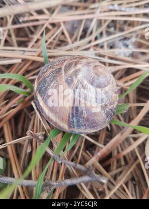 Turkish Snail (Helix lucorum) Mollusca Stock Photo - Alamy
