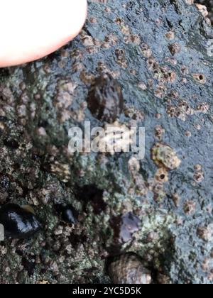 Rough Limpet (Lottia scabra) Mollusca Stock Photo - Alamy