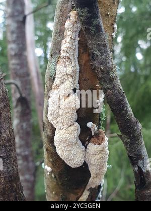 Toothed Crust (Basidioradulum radula) Fungi Stock Photo - Alamy