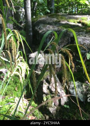 nodding sedge (Carex gynandra) Plantae Stock Photo - Alamy